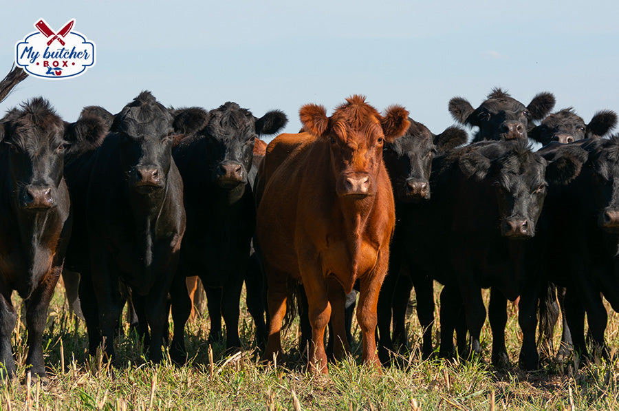 Qu'est-ce que le Boeuf Angus ? – My Butcher Box